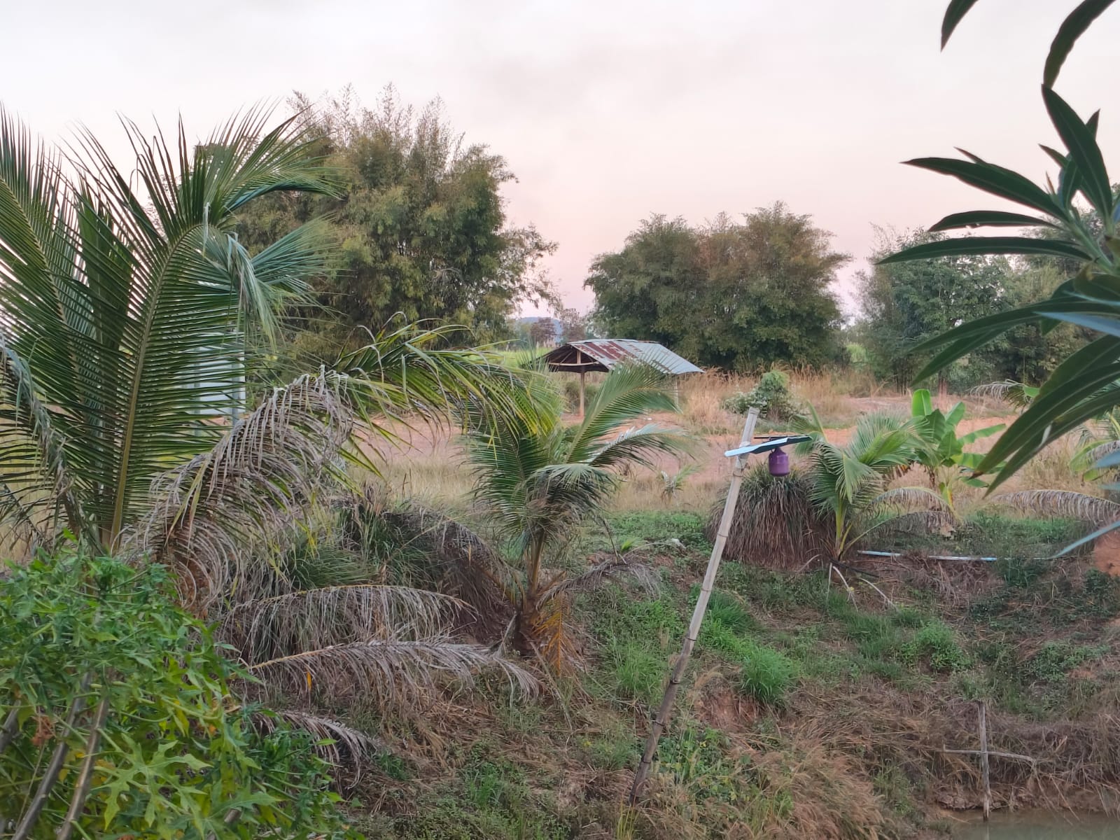 Isaan Farm Stay & Homestay in Thailand | Issan Authentic